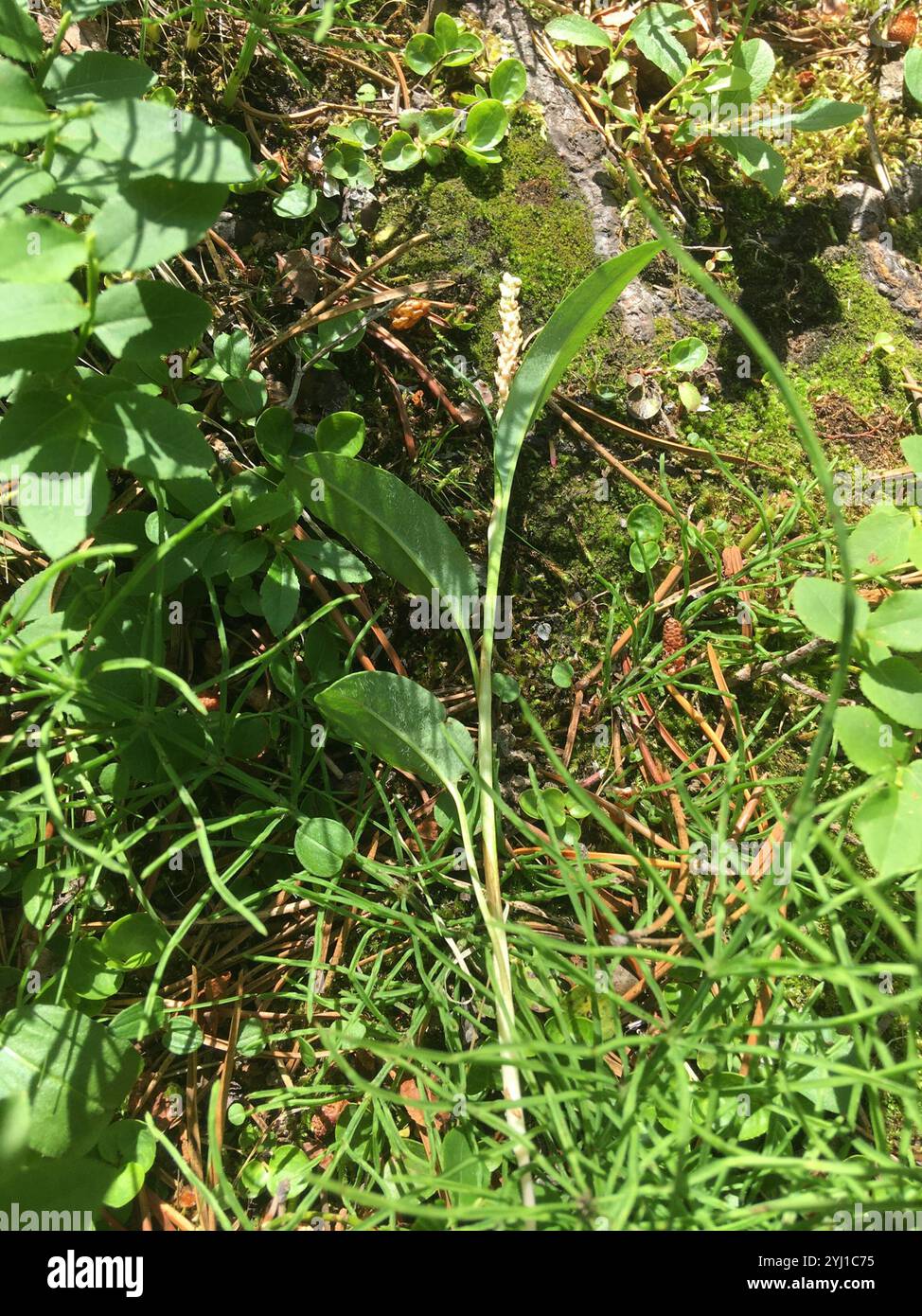 alpine bistort (Bistorta vivipara Stock Photo - Alamy