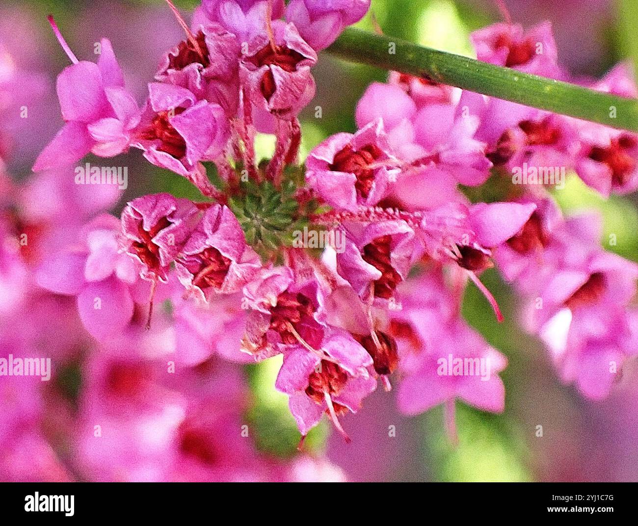 Graffiti Heath (Erica seriphiifolia Stock Photo - Alamy