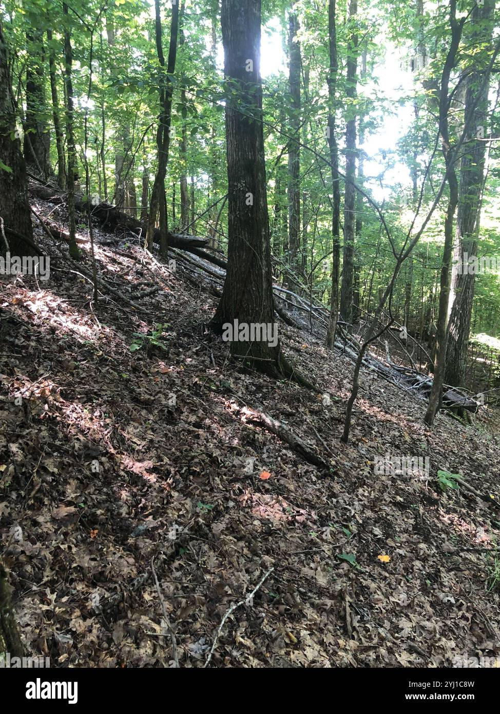 cherrybark oak (Quercus pagoda Stock Photo - Alamy
