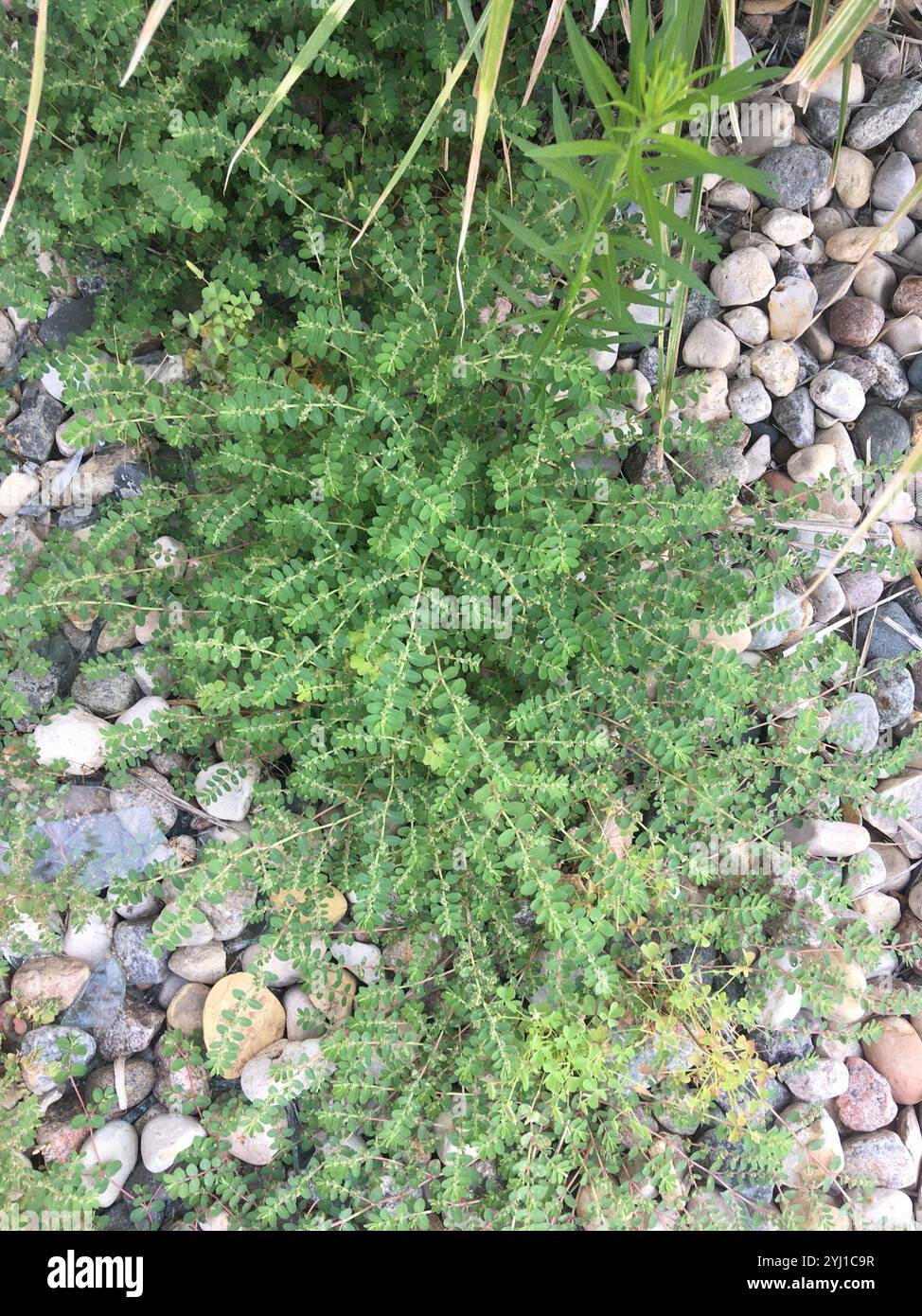 prostrate sandmat (Euphorbia prostrata Stock Photo - Alamy