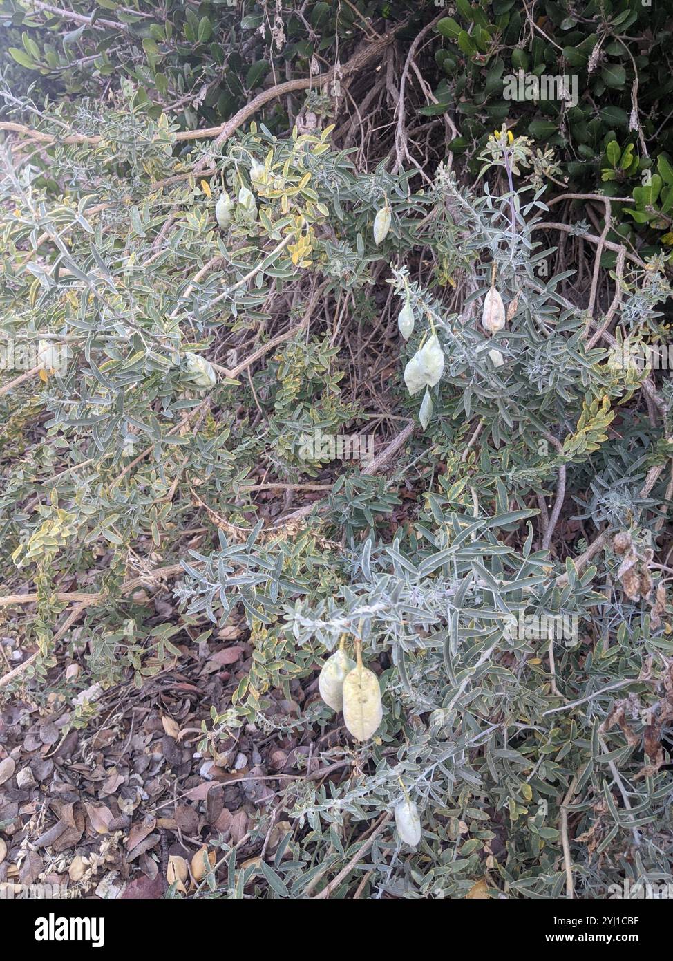 Bladderpod (Cleomella arborea Stock Photo - Alamy