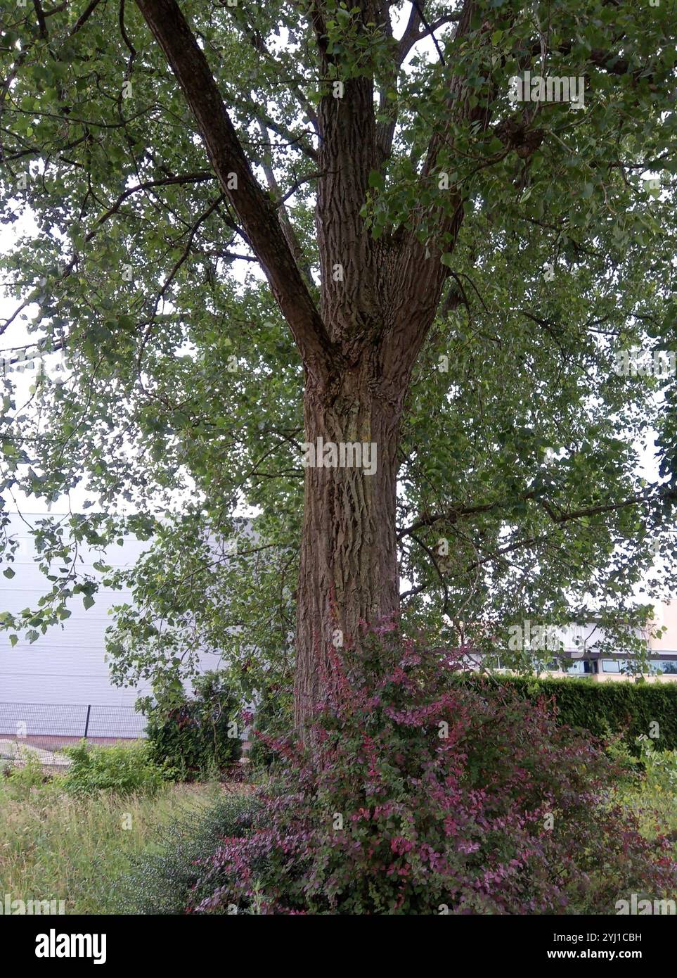 Hybrid Black-poplar (Populus × canadensis Stock Photo - Alamy