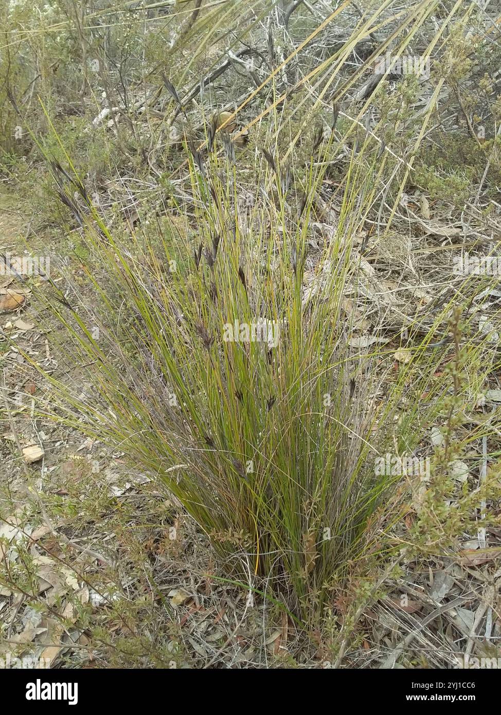 Black rapier sedge hi-res stock photography and images - Alamy