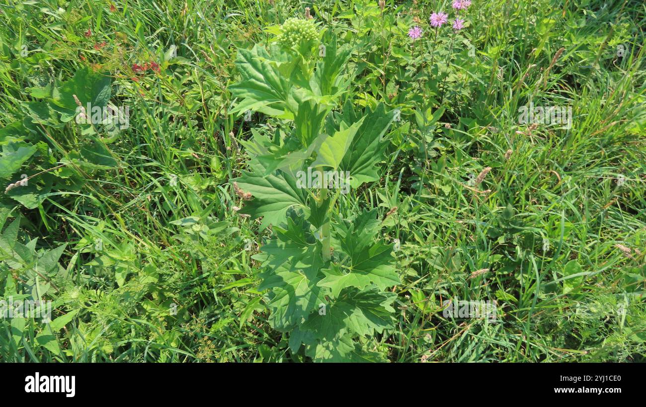 pale Indian plantain (Arnoglossum atriplicifolium Stock Photo - Alamy
