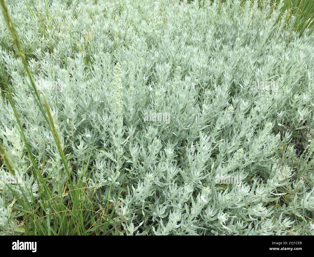 Silver sagebrush artemisia cana hi-res stock photography and images - Alamy