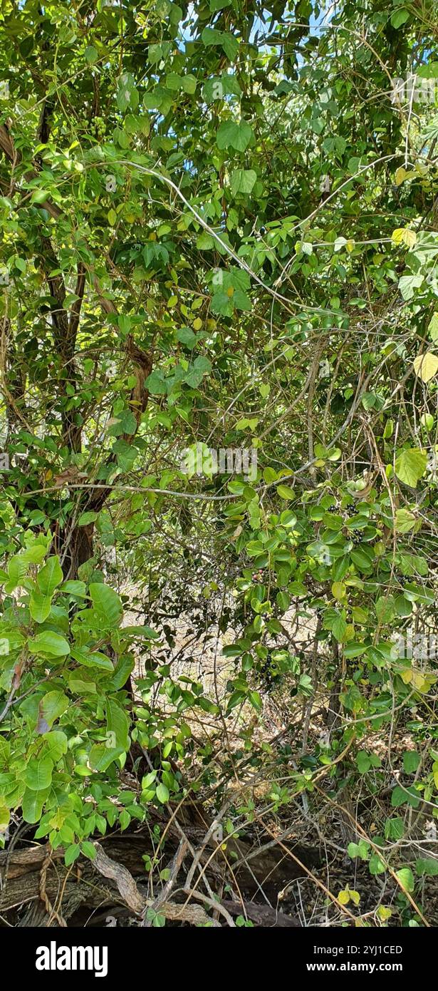 desert jasmine (Jasminum didymum Stock Photo - Alamy