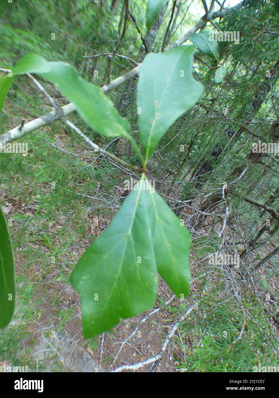 water oak (Quercus nigra Stock Photo - Alamy