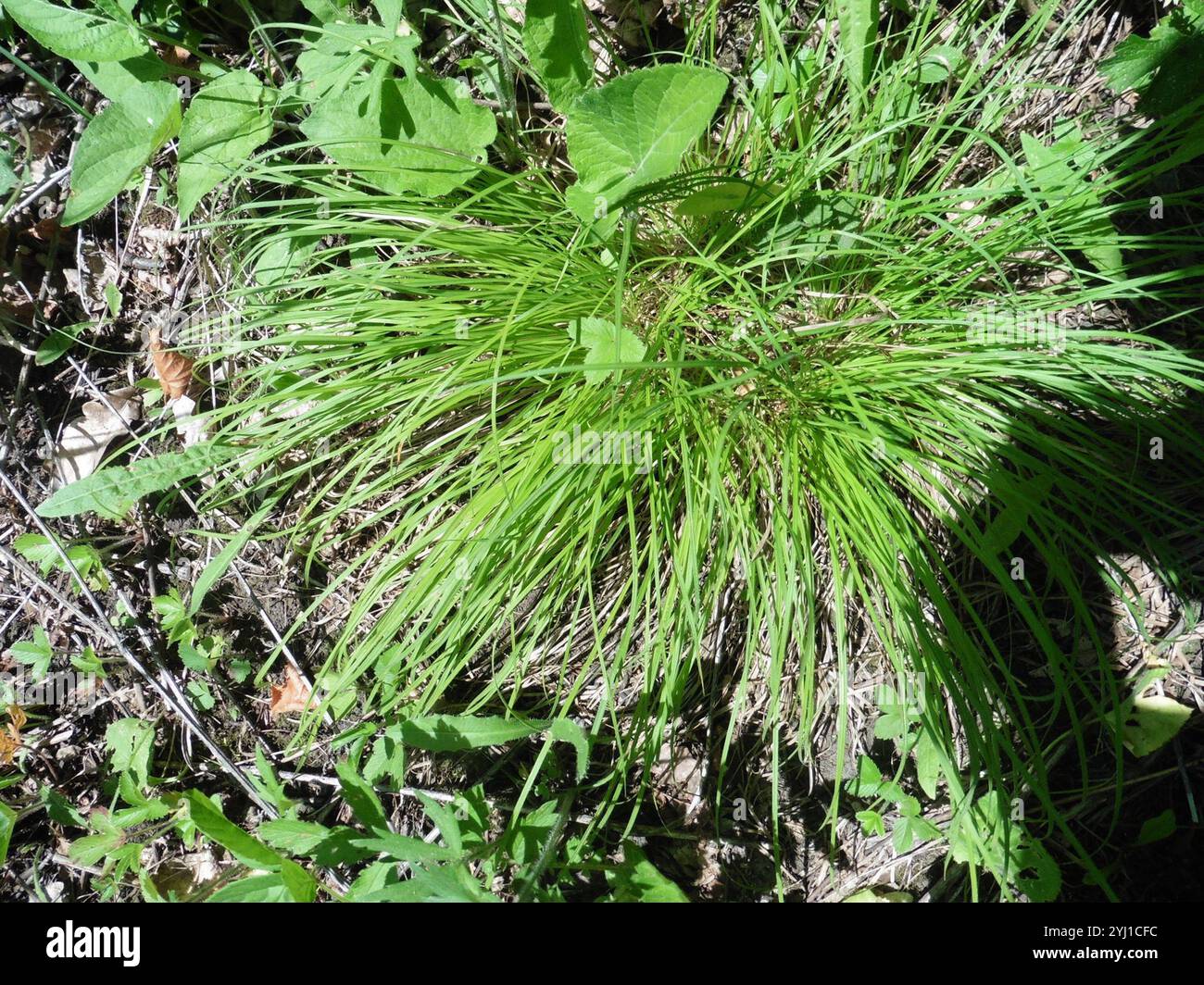 Soft-leaved sedge (Carex montana Stock Photo - Alamy