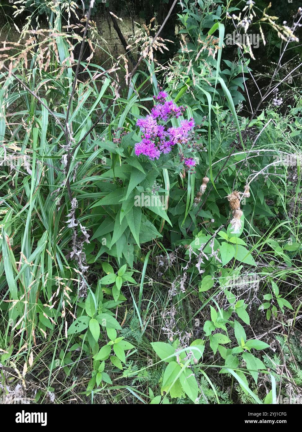 Western Ironweed (Vernonia baldwinii Stock Photo - Alamy