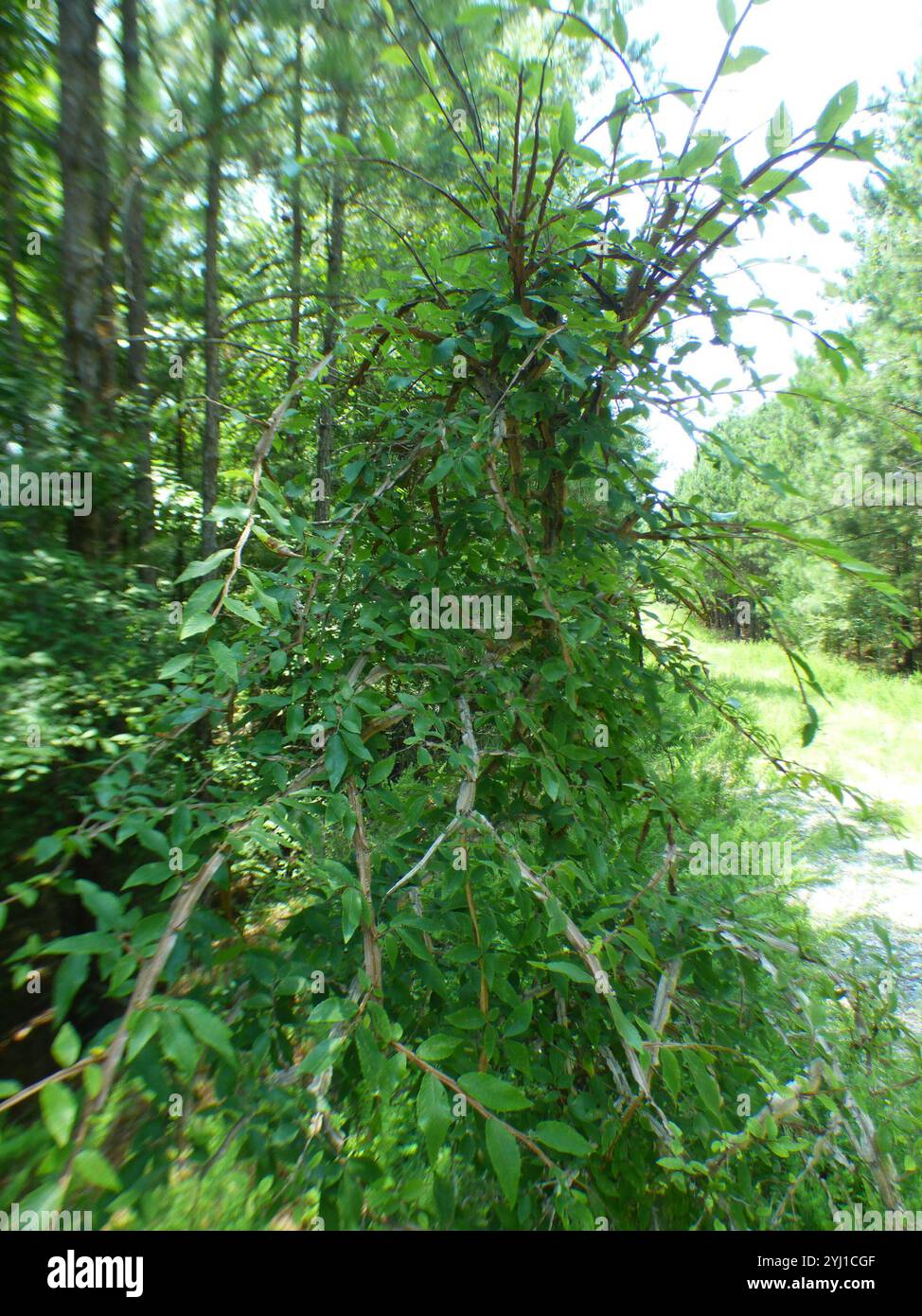 Winged Elm (Ulmus alata Stock Photo - Alamy