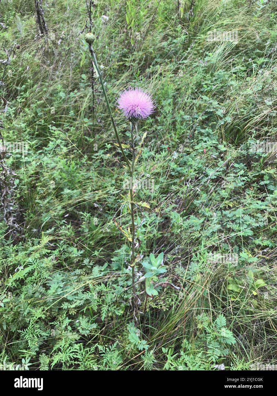 Texas Thistle (Cirsium texanum Stock Photo - Alamy