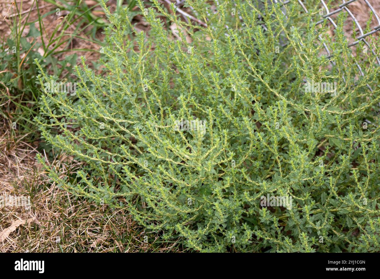 prostrate pigweed (Amaranthus albus Stock Photo - Alamy