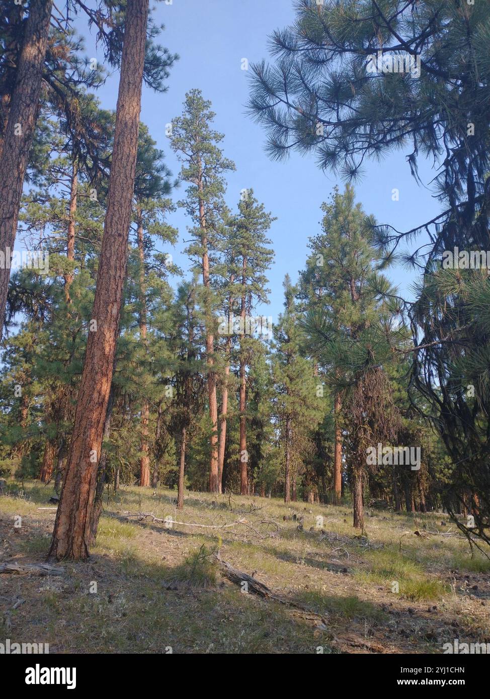 Ponderosa Pine (Pinus ponderosa Stock Photo - Alamy