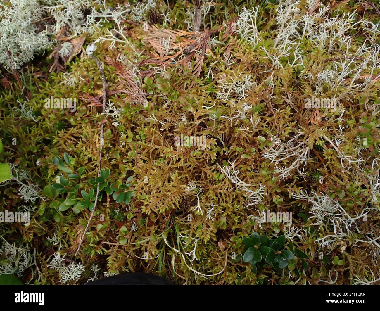 big red stem moss (Pleurozium Stock Photo - Alamy