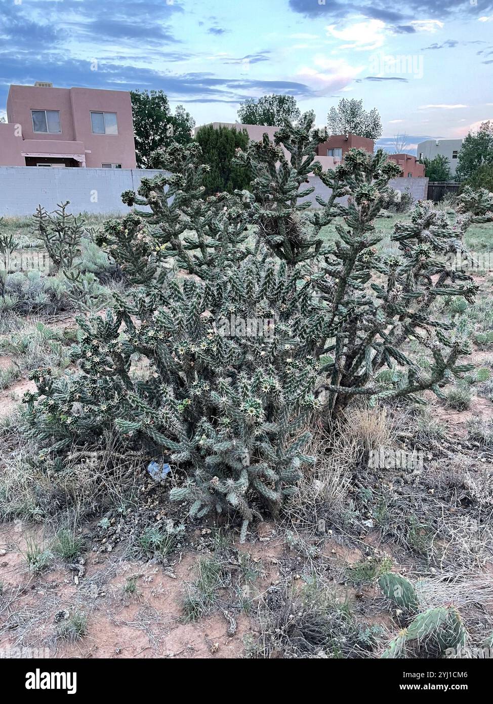 Northern Tree Cholla (Cylindropuntia imbricata imbricata Stock Photo ...