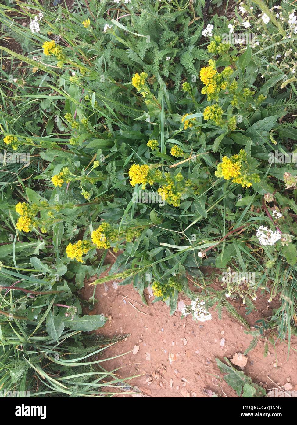 northern goldenrod (Solidago multiradiata Stock Photo - Alamy