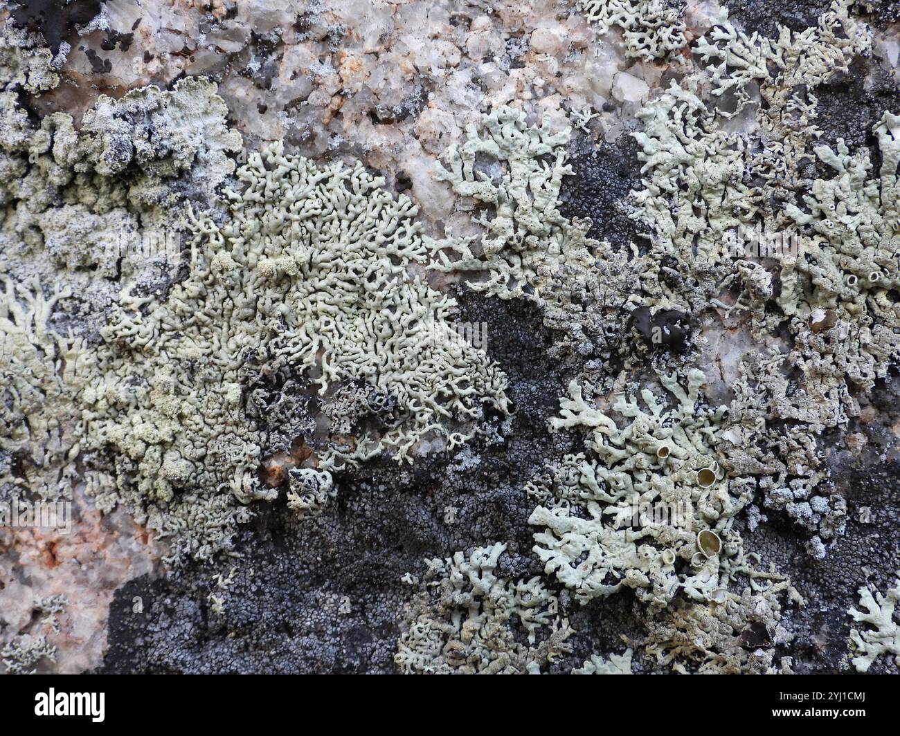 Finger Ring Lichen (Arctoparmelia incurva Stock Photo - Alamy