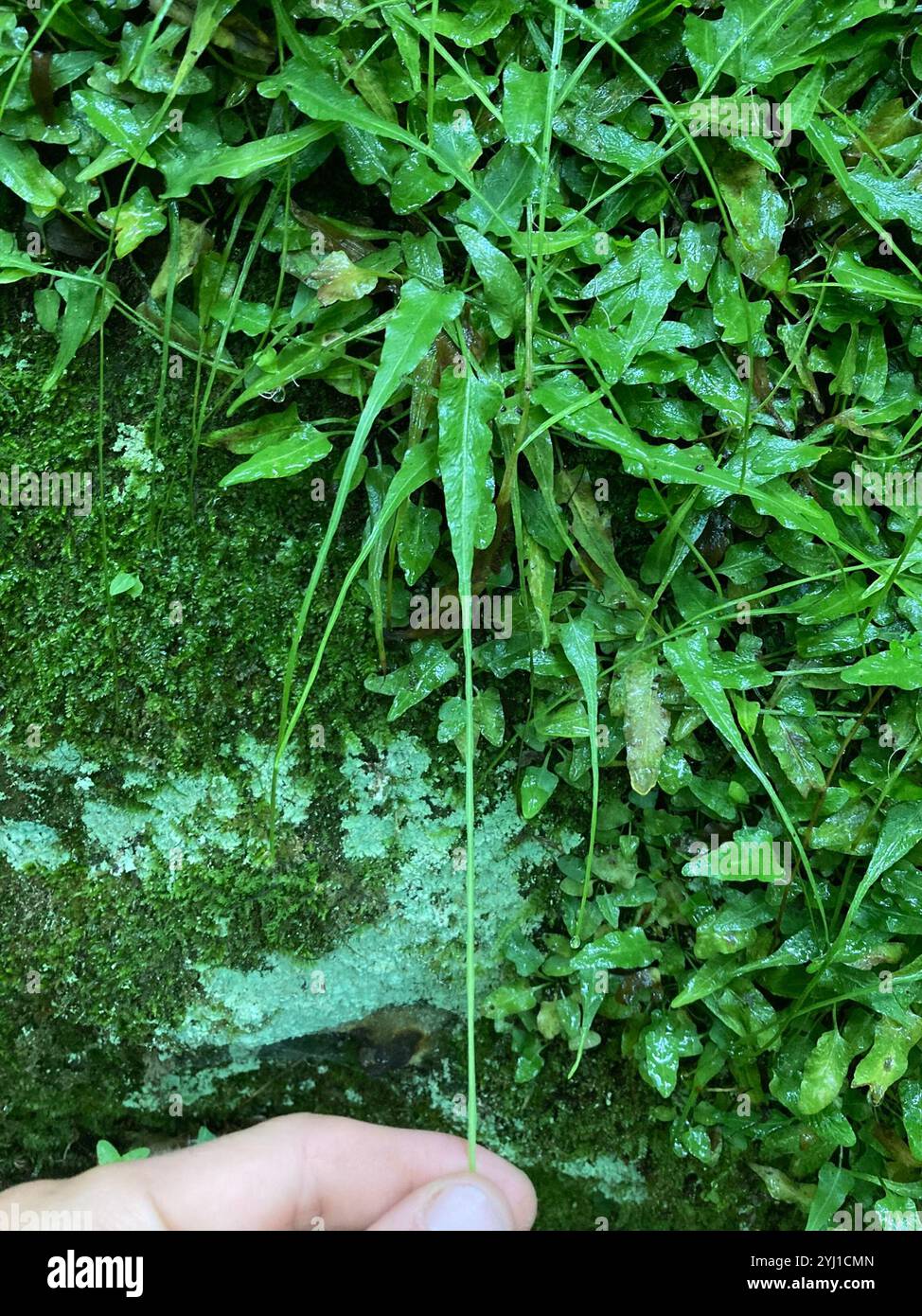 walking fern (Asplenium rhizophyllum Stock Photo - Alamy