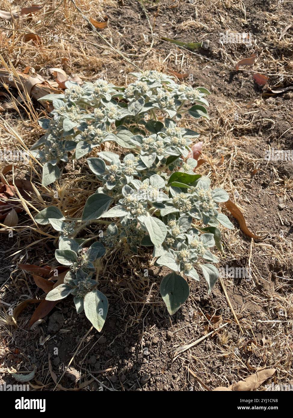 Setiger hi-res stock photography and images - Alamy