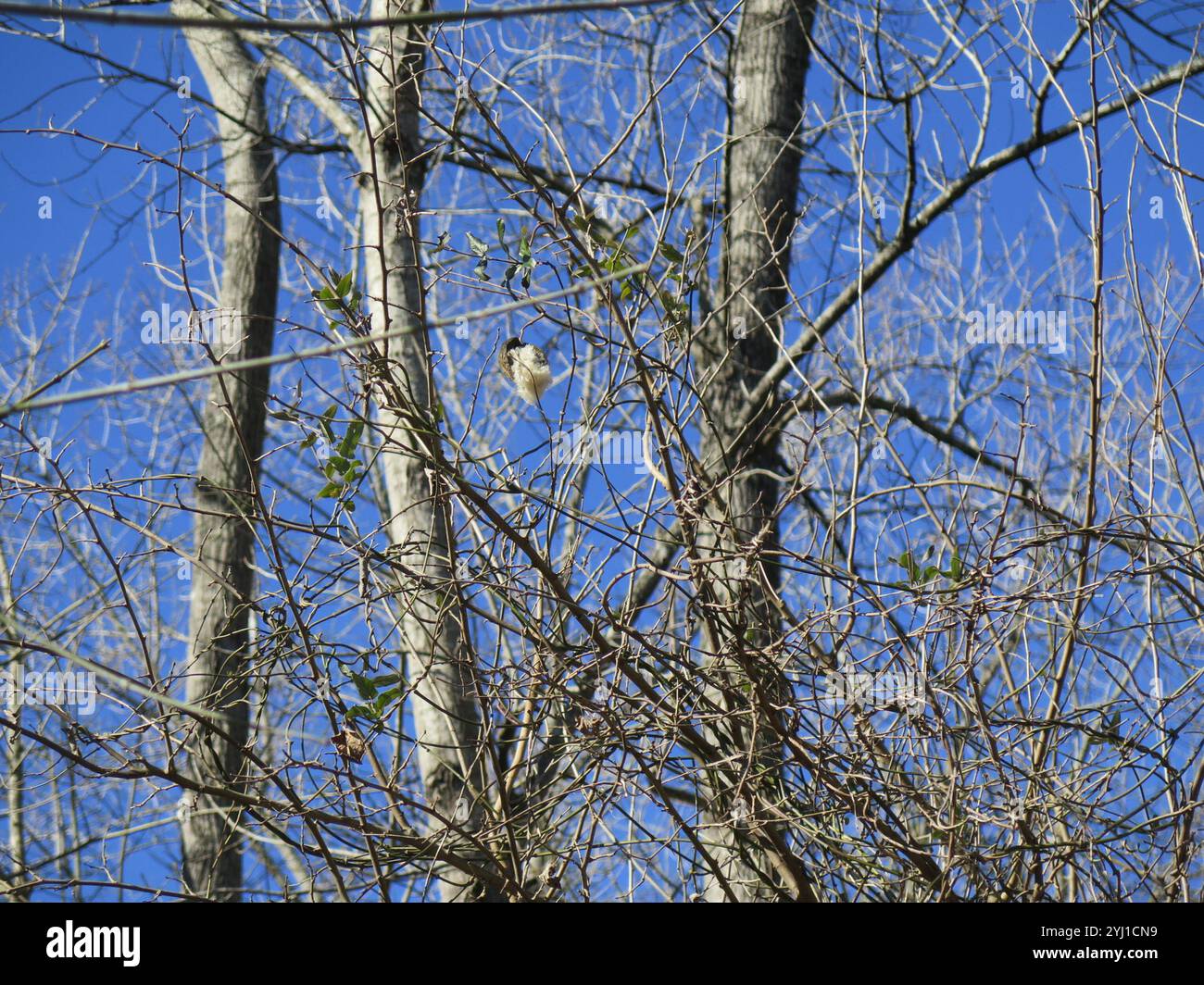 Moth Vine (Araujia sericifera Stock Photo - Alamy