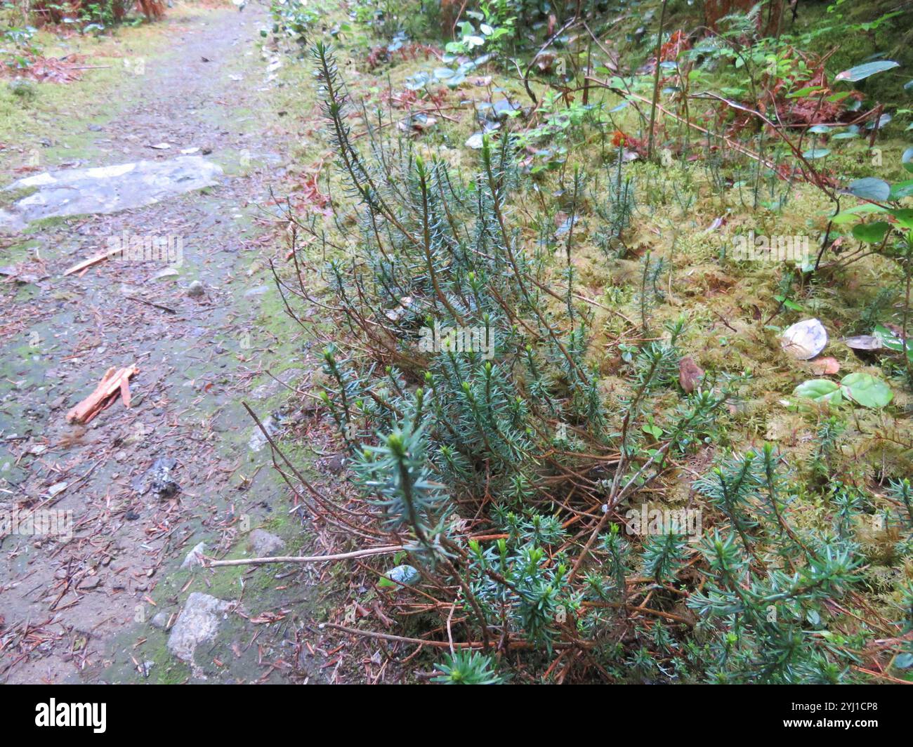 pink mountainheath (Phyllodoce empetriformis Stock Photo - Alamy