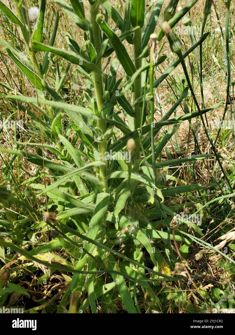 Madia sativa hi-res stock photography and images - Alamy