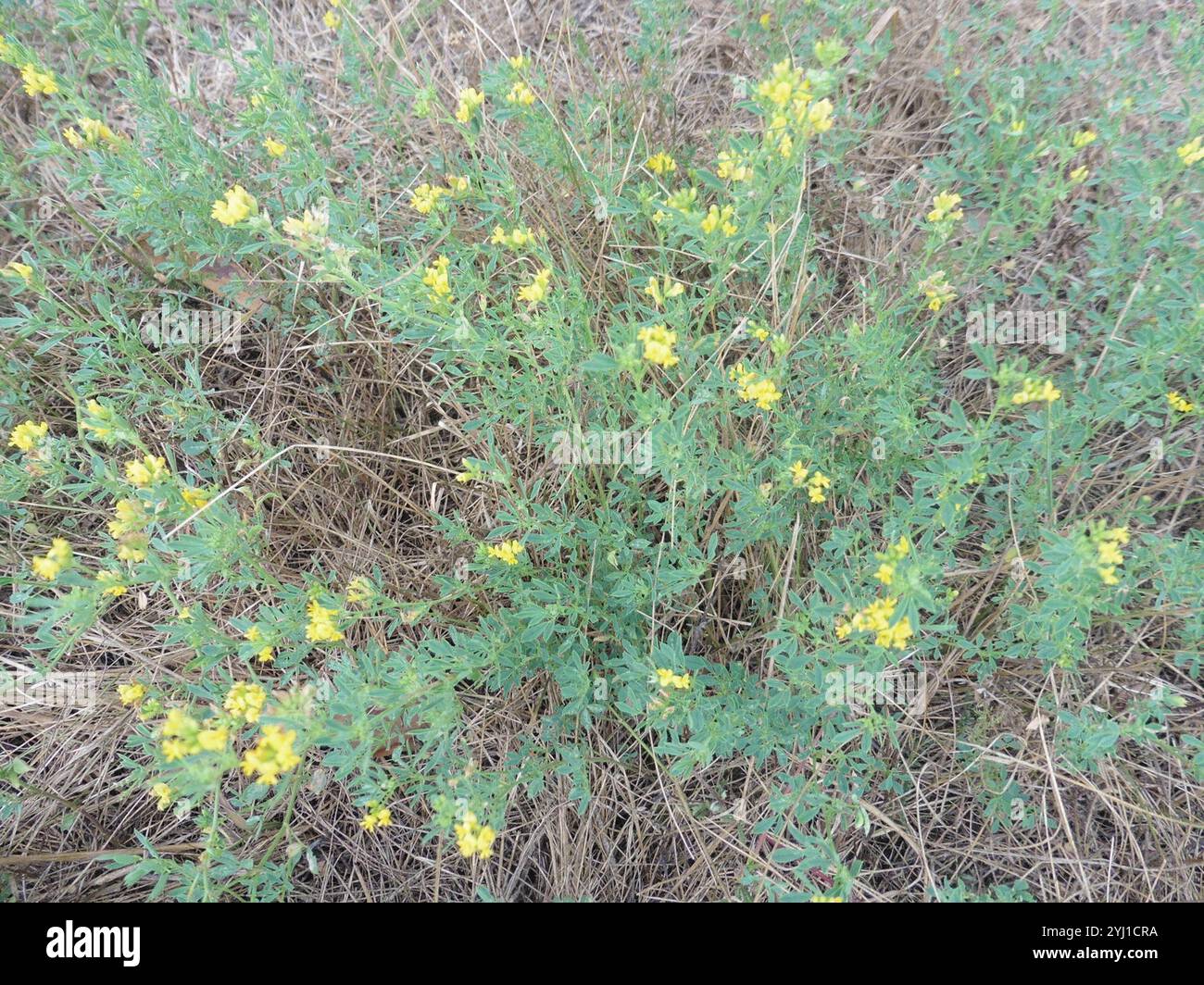 sickle alfalfa (Medicago falcata Stock Photo - Alamy
