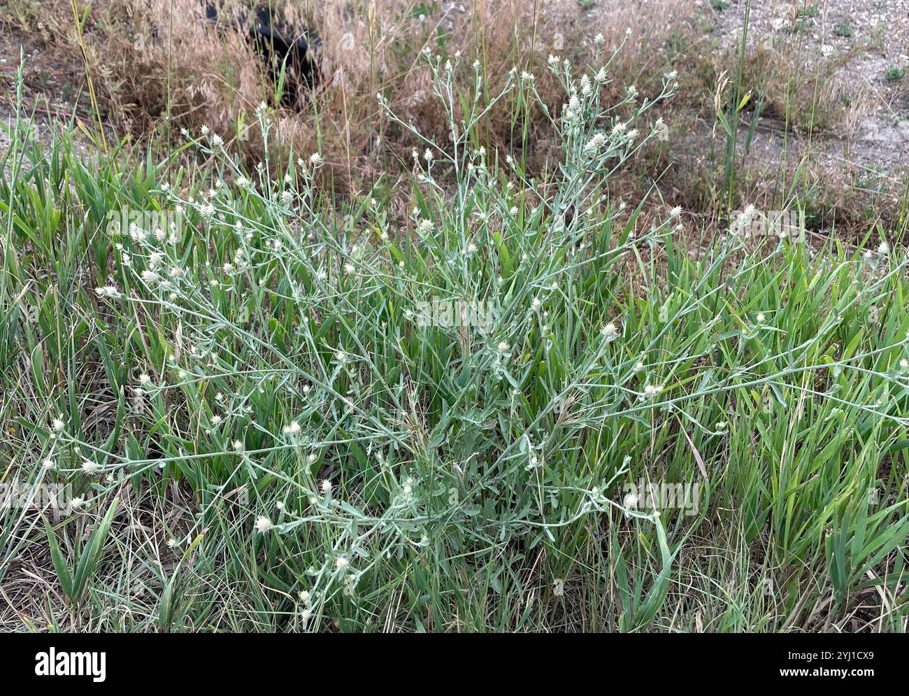 diffuse knapweed (Centaurea diffusa Stock Photo - Alamy