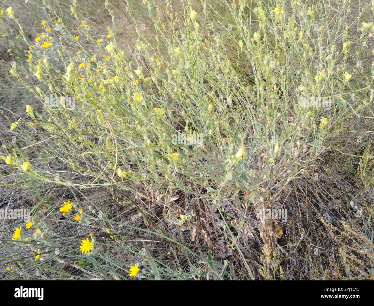 Broomleaf Toadflax (Linaria genistifolia Stock Photo - Alamy