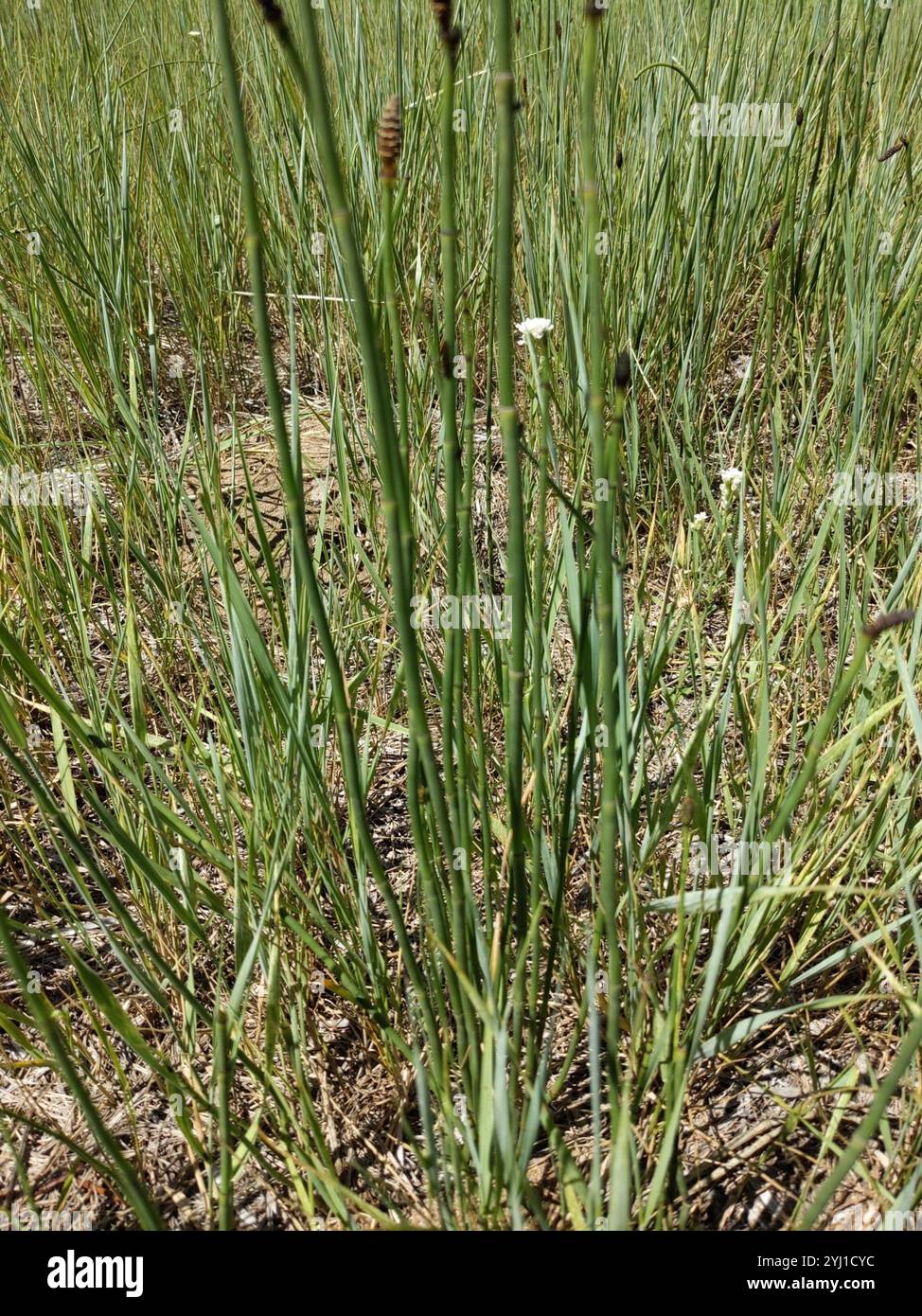 smooth horsetail (Equisetum laevigatum Stock Photo - Alamy