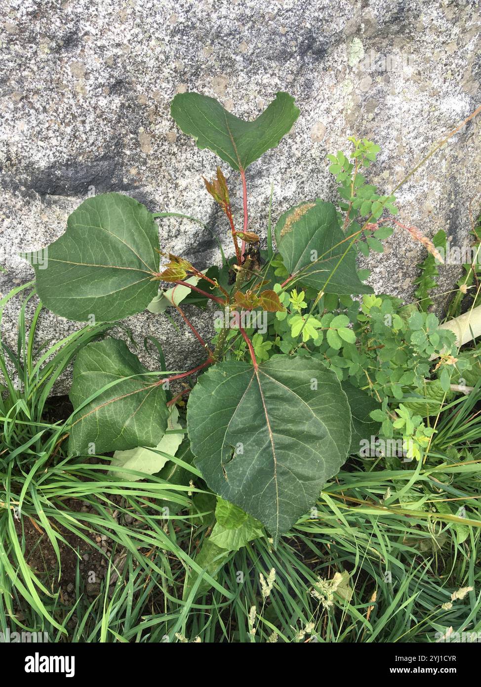 balsam poplar (Populus balsamifera Stock Photo - Alamy
