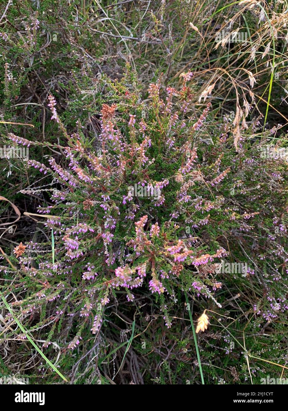 common heather (Calluna vulgaris Stock Photo - Alamy