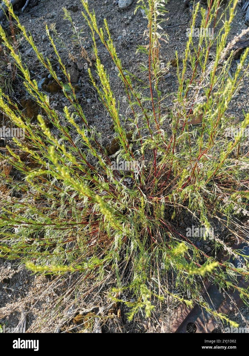 Field Sagewort (Artemisia campestris Stock Photo - Alamy