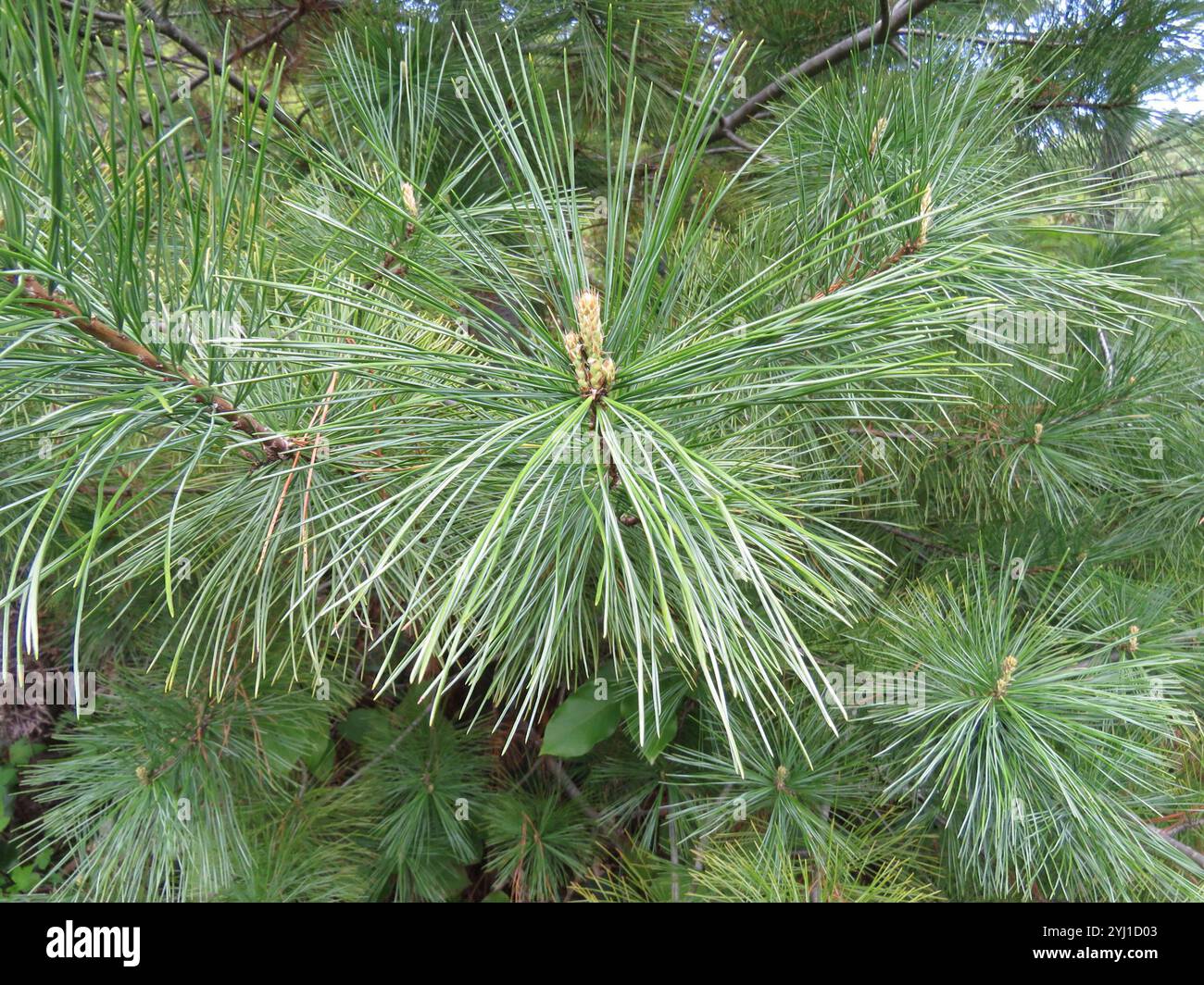 western white pine (Pinus monticola Stock Photo - Alamy