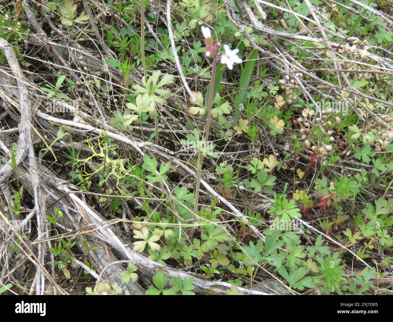 smallflower woodland star (Lithophragma parviflorum Stock Photo - Alamy