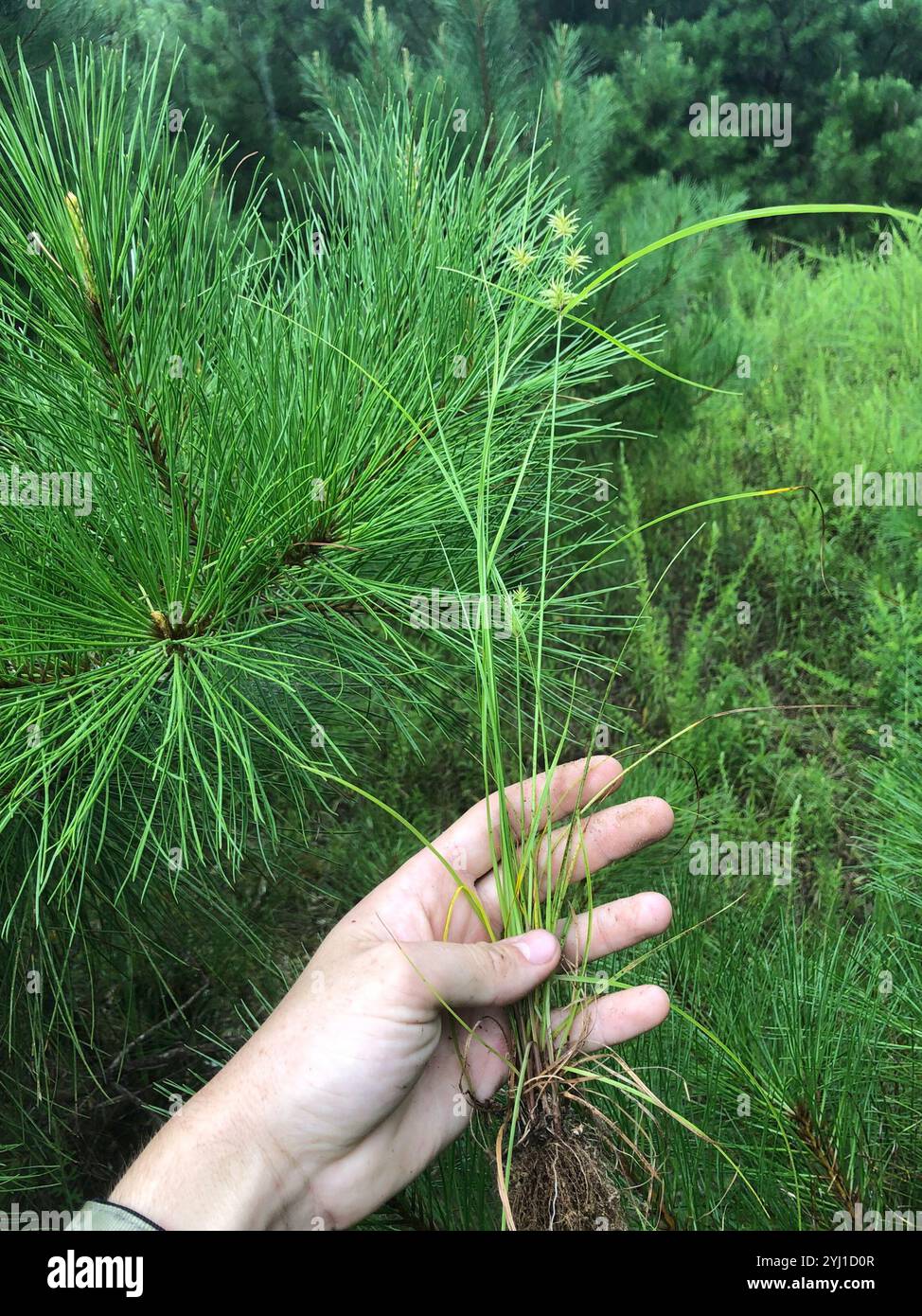 Oneflower Flatsedge (Cyperus retroflexus Stock Photo - Alamy