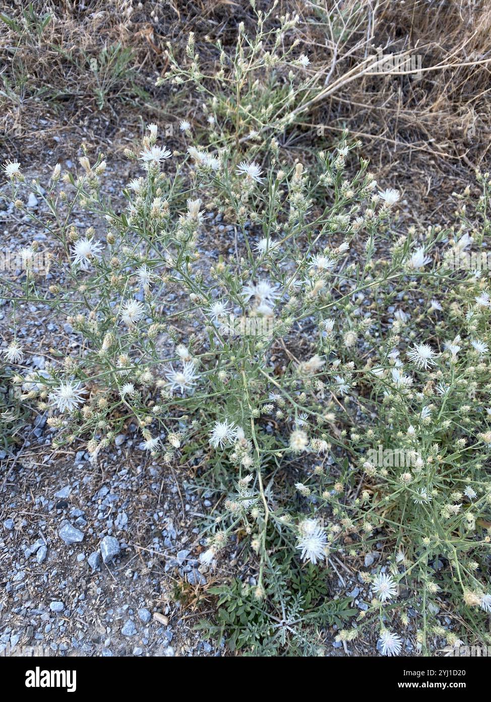 diffuse knapweed (Centaurea diffusa Stock Photo - Alamy