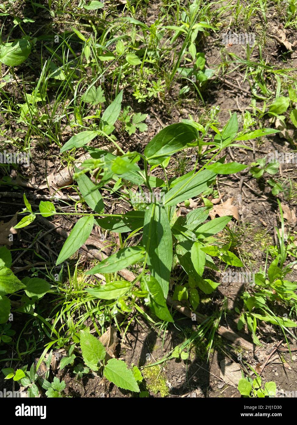 American gromwell (Lithospermum latifolium Stock Photo - Alamy