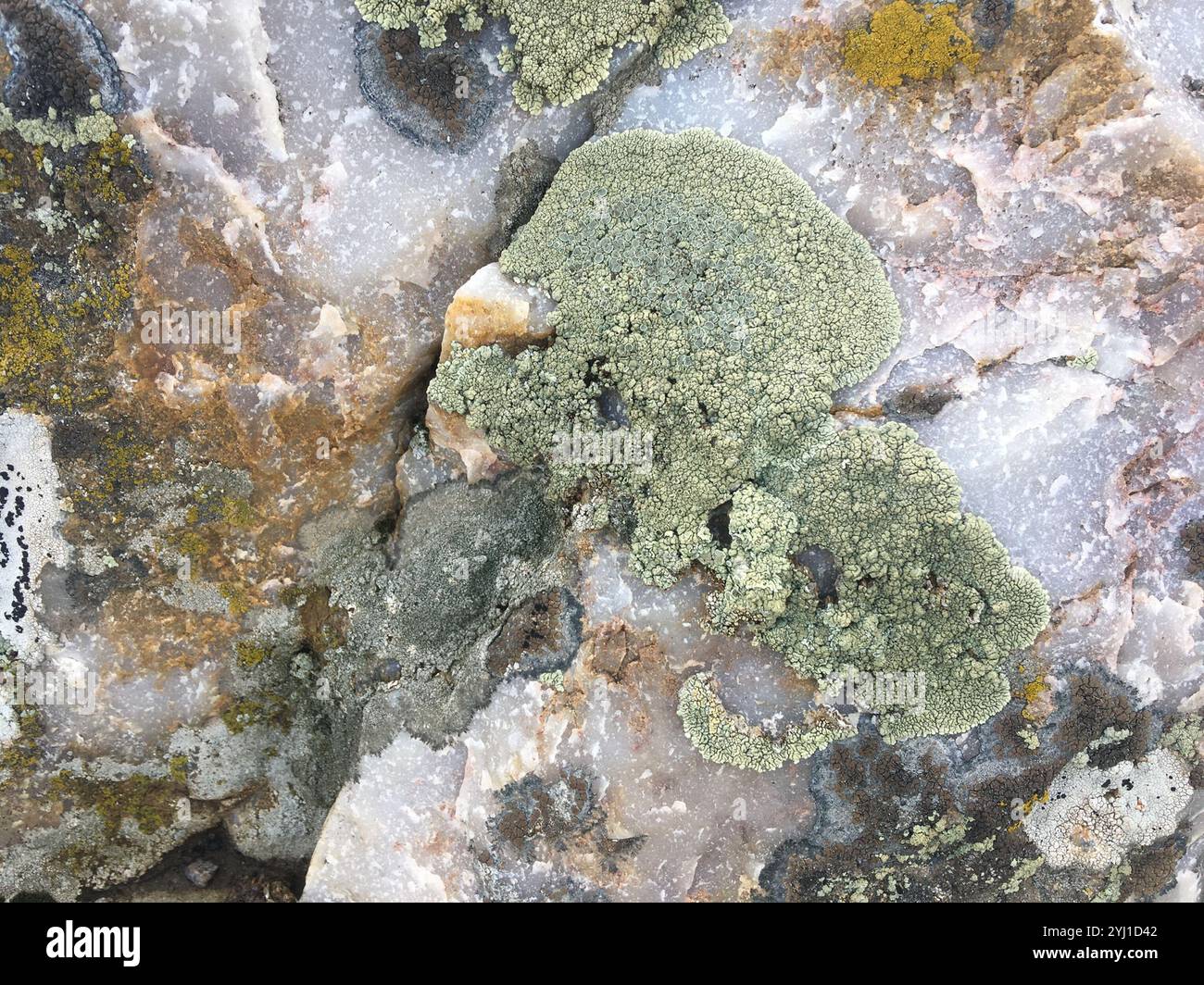 rim lichens, disc lichens, and allies (Lecanoraceae Stock Photo - Alamy
