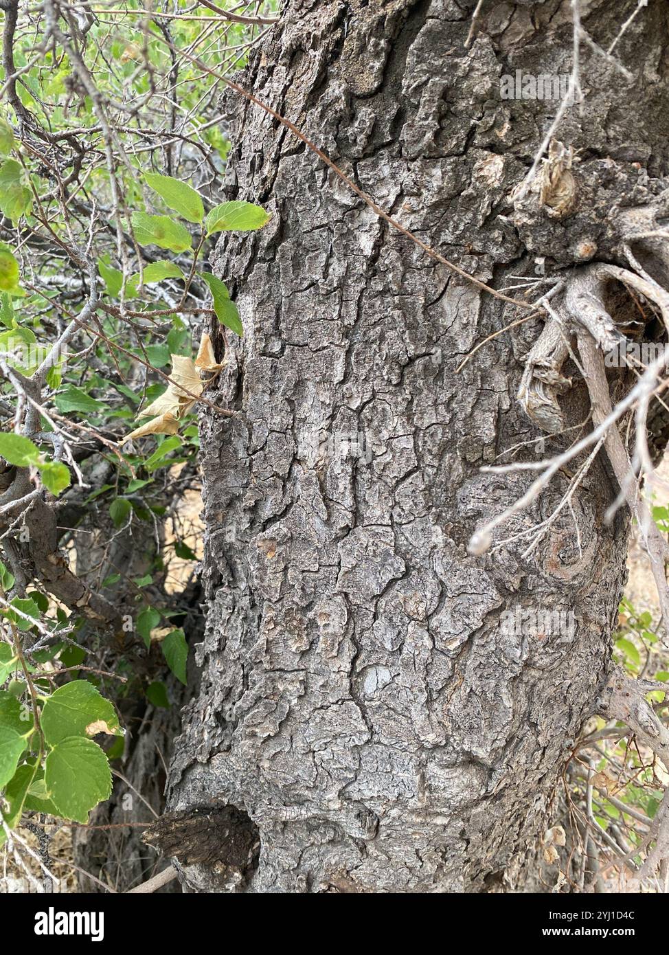 netleaf hackberry (Celtis reticulata Stock Photo - Alamy