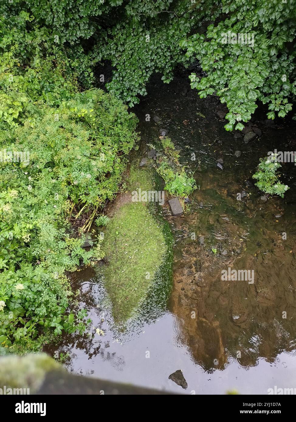 common water-crowfoot (Ranunculus aquatilis Stock Photo - Alamy