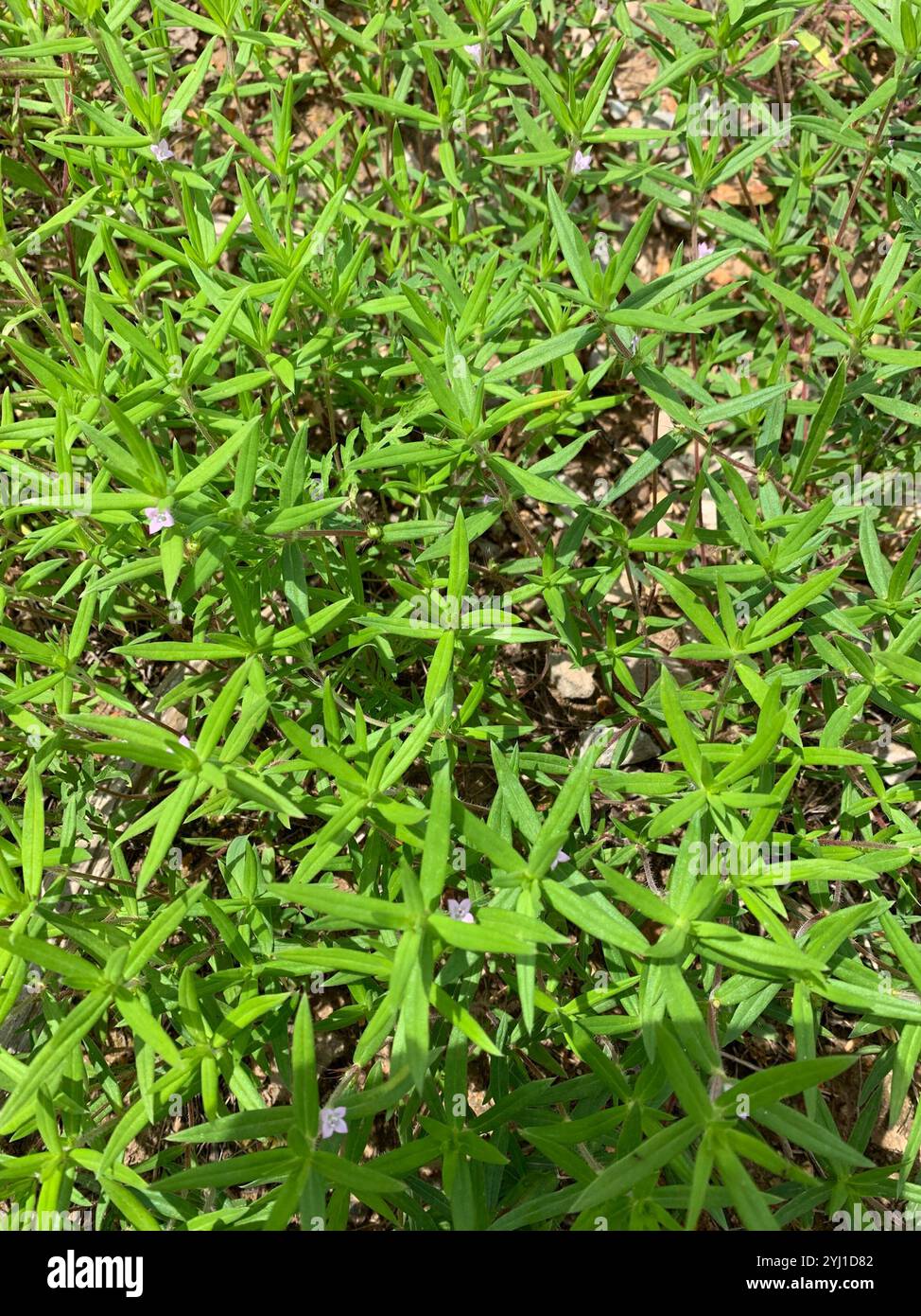 rough buttonweed (Hexasepalum teres Stock Photo - Alamy
