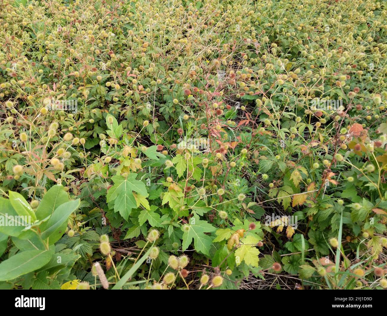 Yellow Avens (Geum aleppicum Stock Photo - Alamy