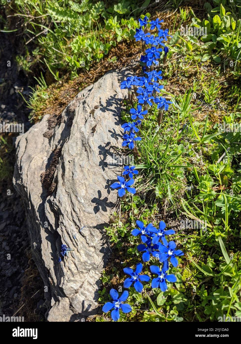 spring gentian (Gentiana verna Stock Photo - Alamy