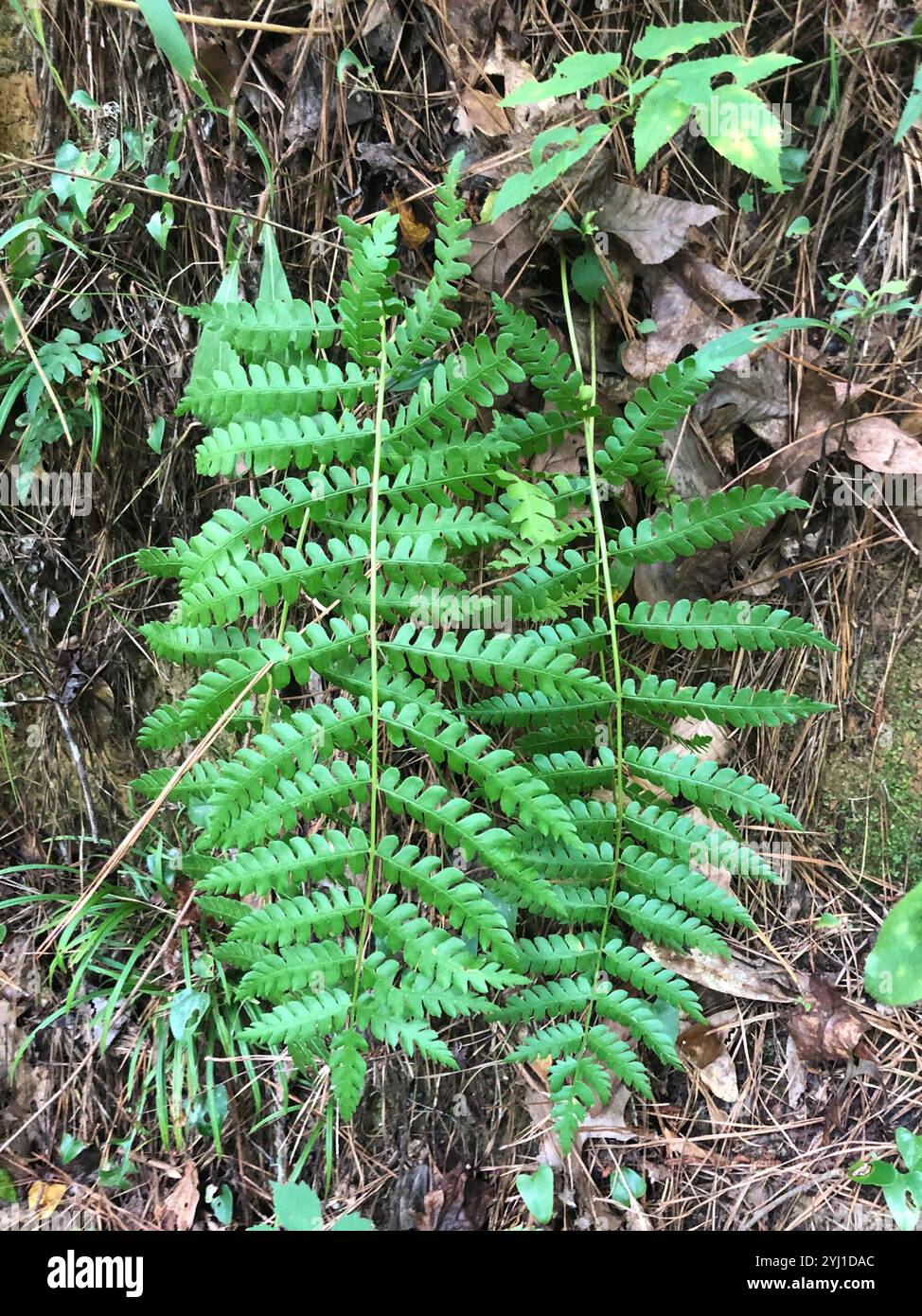 cinnamon fern (Osmundastrum cinnamomeum Stock Photo - Alamy