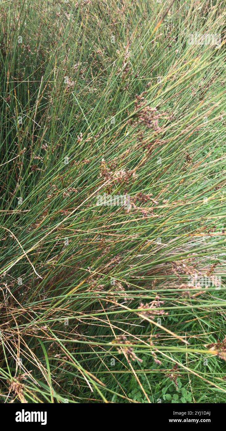 grasses, sedges, cattails, and allies (Poales Stock Photo - Alamy