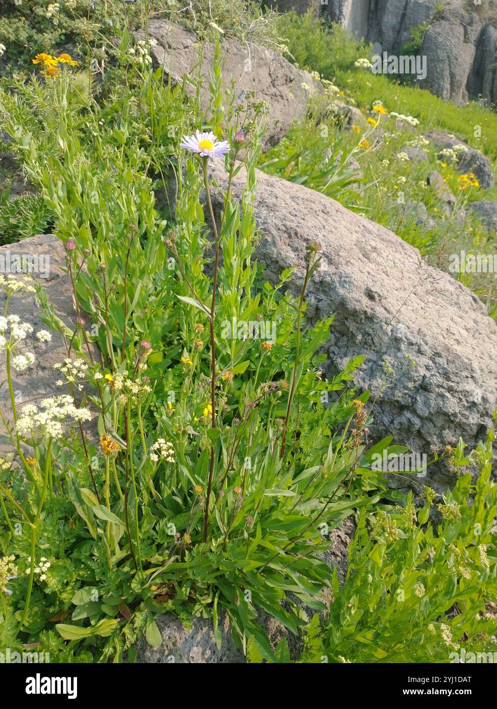 western mountain aster (Symphyotrichum spathulatum Stock Photo - Alamy