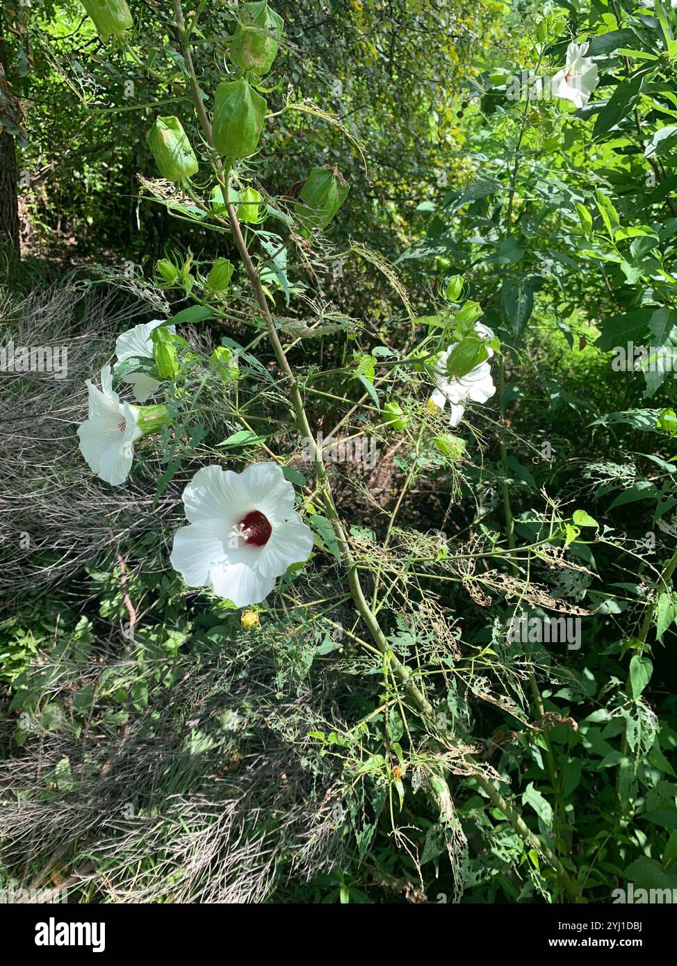 Halberd-leaf Rosemallow (Hibiscus laevis Stock Photo - Alamy