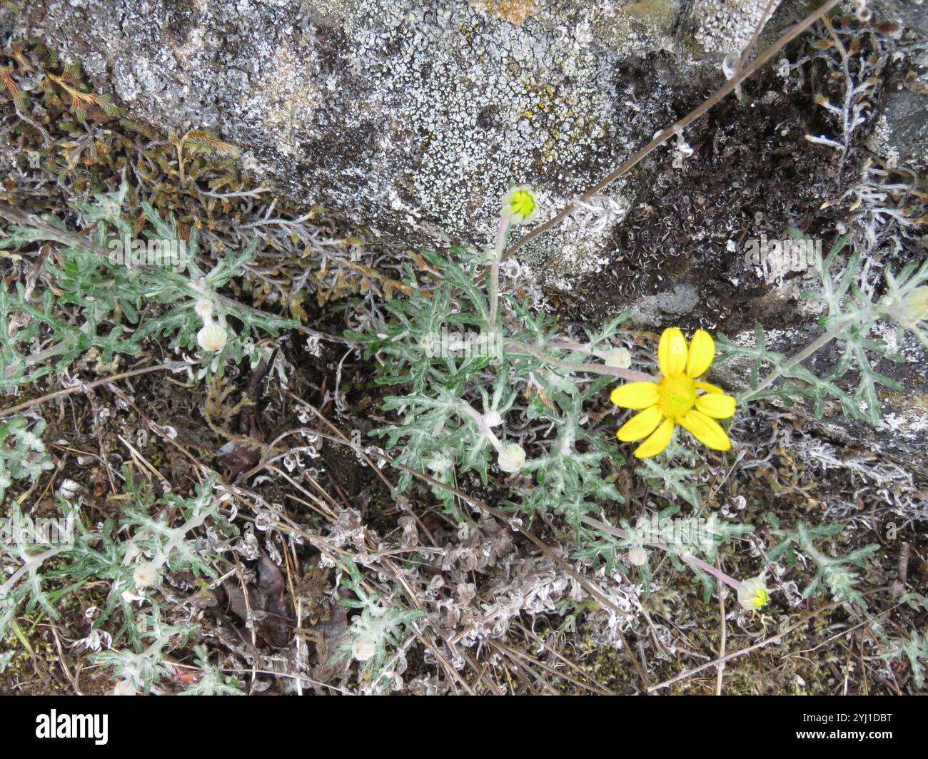 common woolly sunflower (Eriophyllum lanatum Stock Photo - Alamy