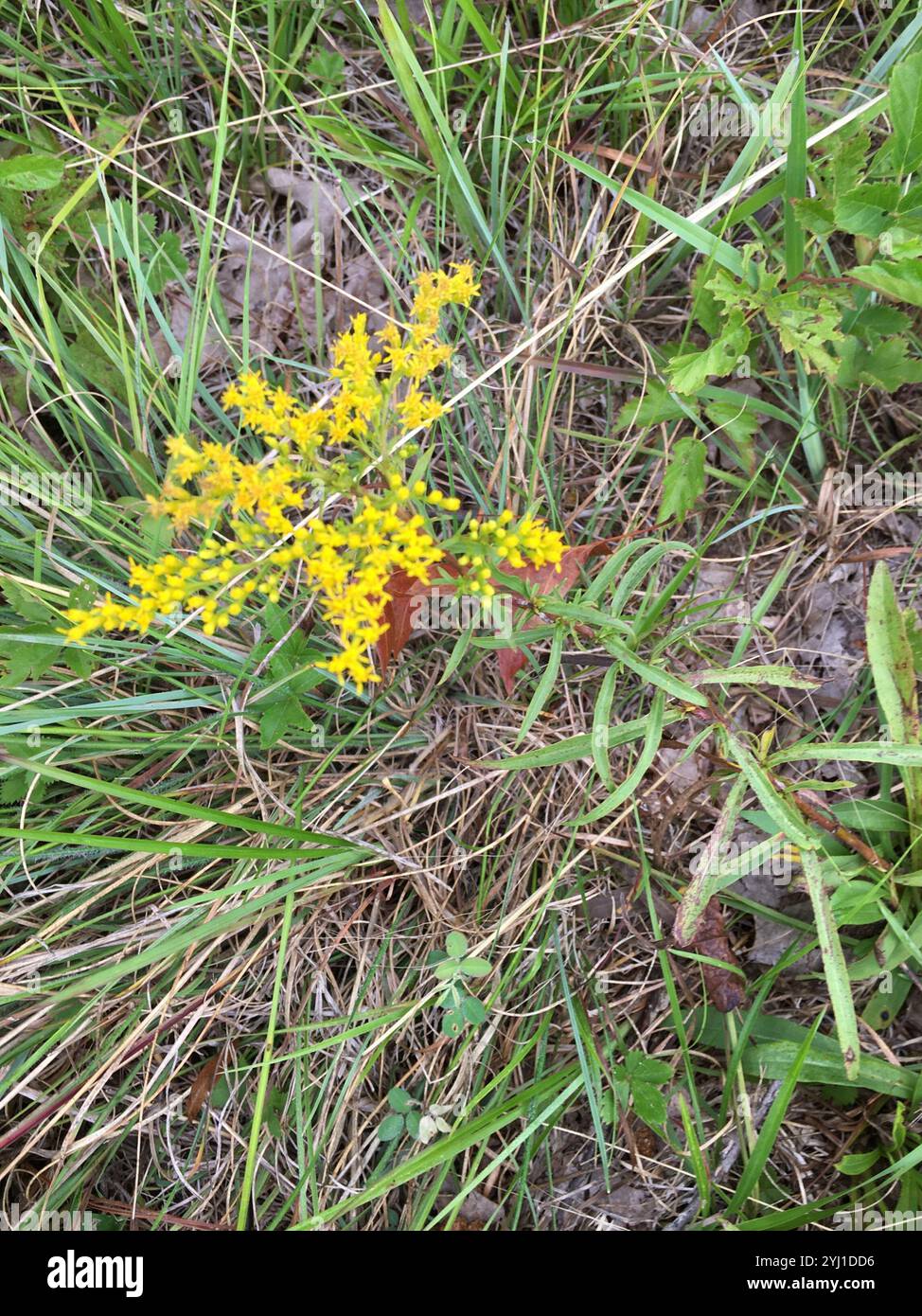 Small's Goldenrod (Solidago pinetorum Stock Photo - Alamy